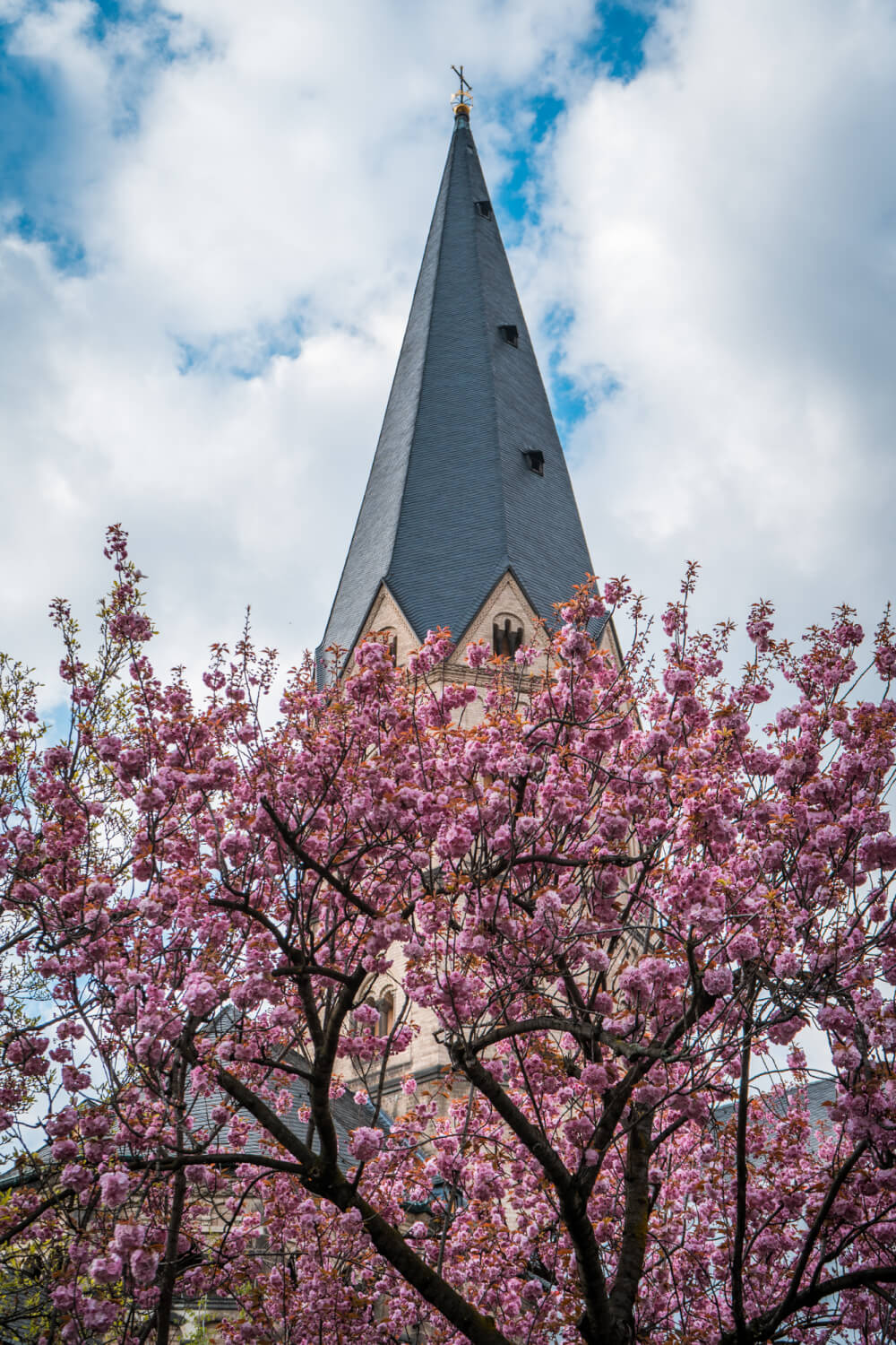 Where to Find Cherry Blossoms in Bonn, Germany [Photo Spots, Tips & More!]