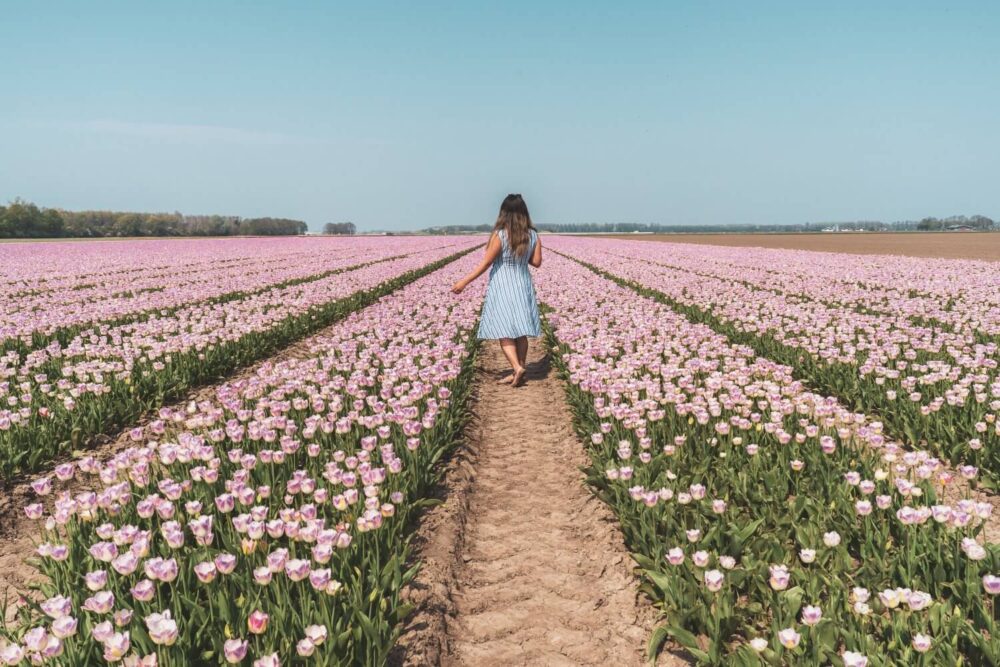 Netherlands Tulip Fields 2026 : How to Visit for Free + Insider Tips!