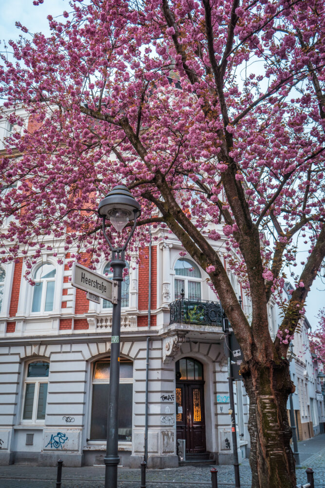 Where to Find Cherry Blossoms in Bonn, Germany [Photo Spots, Tips & More!]