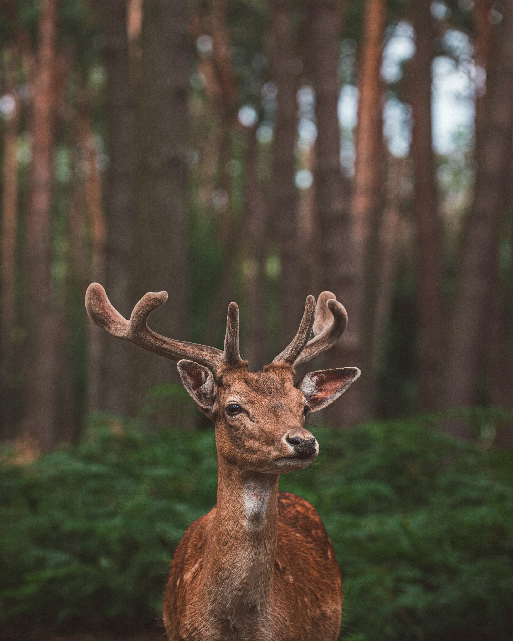 11 Unique and Fun Things to do in Monschau, Germany